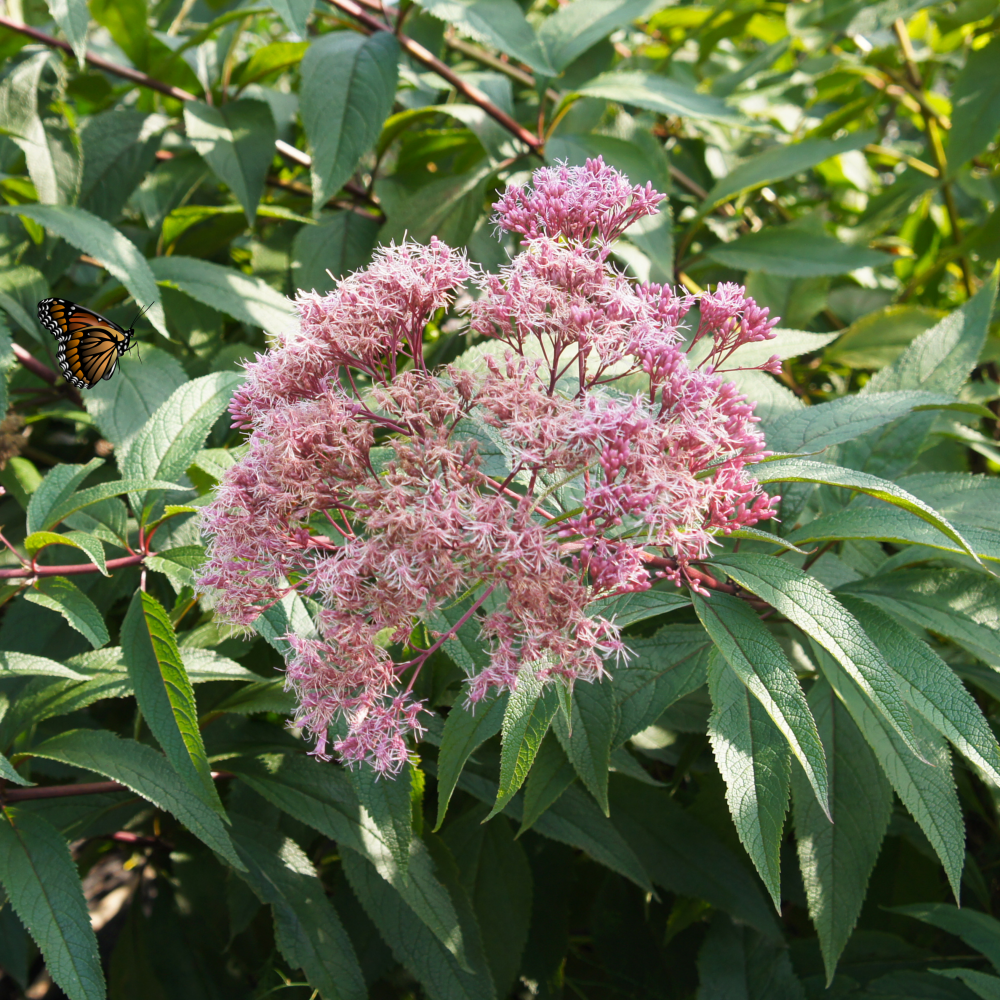 Native Plant Spotlight | Purple Joe-Pye Weed | Riverwoods IL