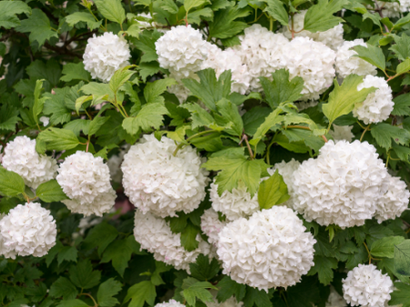Native Plant Spotlight | Viburnum | Riverwoods IL